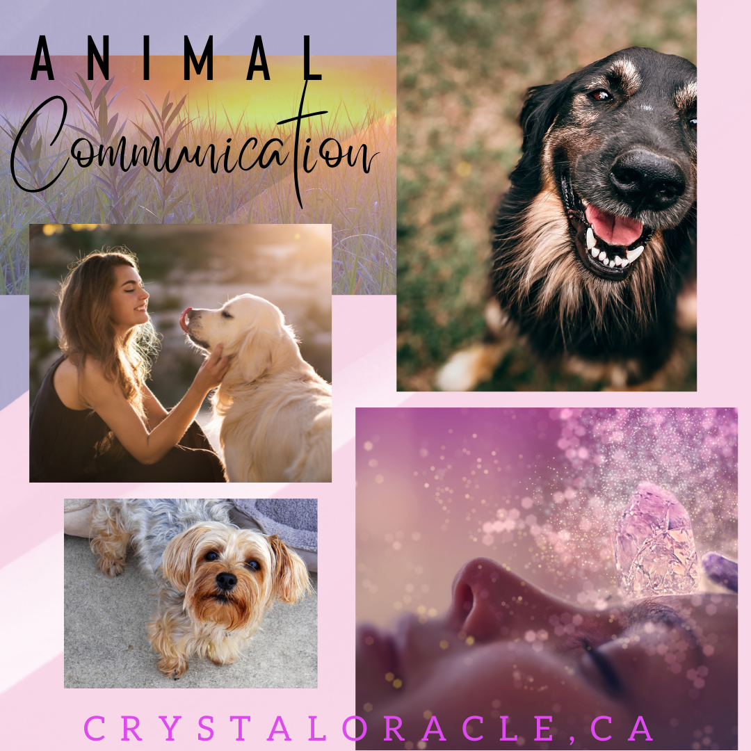 Animal Intuitive Healing Session – The Crystal Oracle
